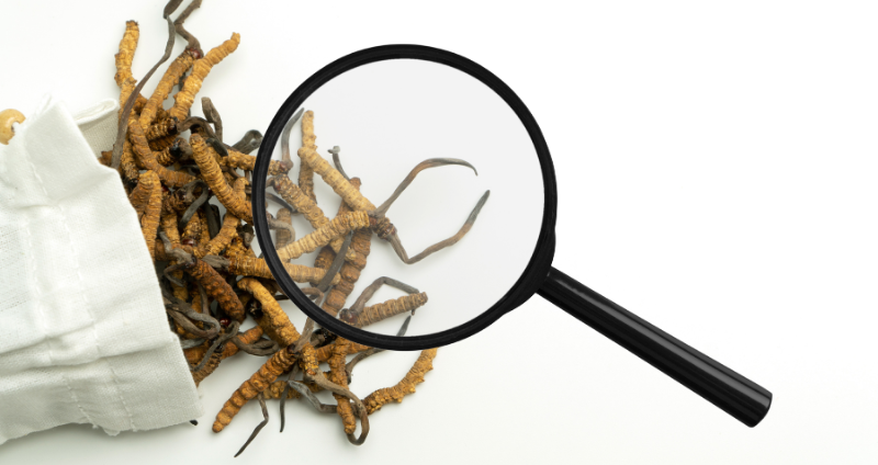 What is a Mushroom Extract? I Extract Guide I Real Mushrooms