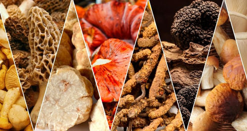 Expensive Mushrooms | Guide to the World's Priciest Fungi – Real Mushrooms