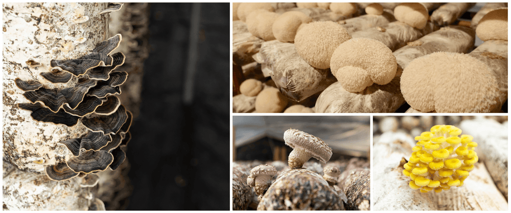 How to Choose the Best Substrate for Mushrooms – Real Mushrooms