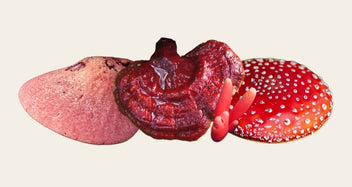 Discover Red Mushrooms: Edible to Poisonous | Real Mushrooms