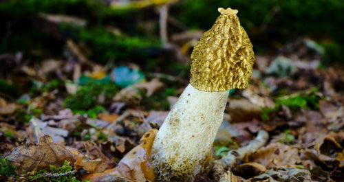 Phallic Fungi: Strange Mushrooms Explained | Real Mushrooms